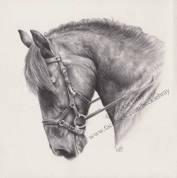 Graphite Examples – Beckie Bray Art